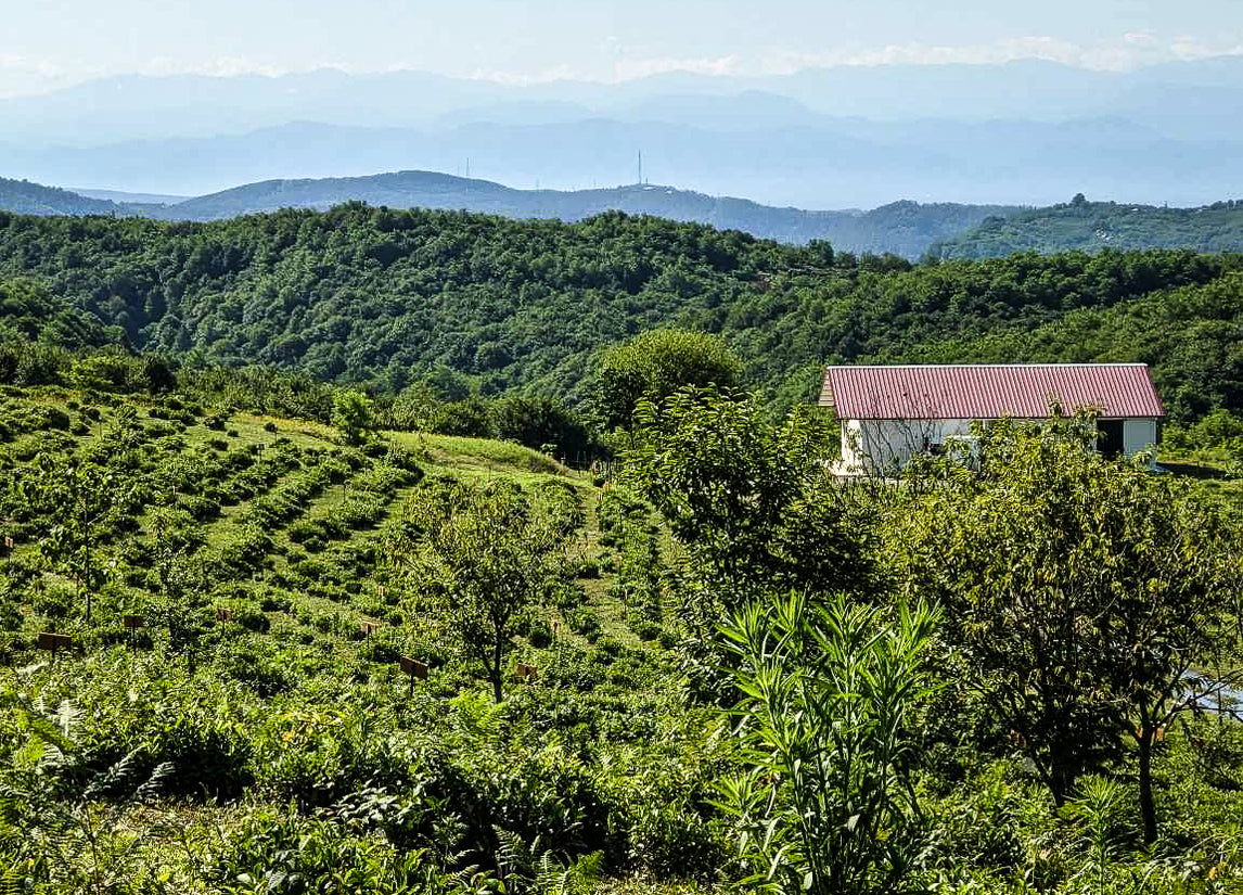 Soviet Tea Grows Anew in the Republic of Georgia – In Pursuit of Tea