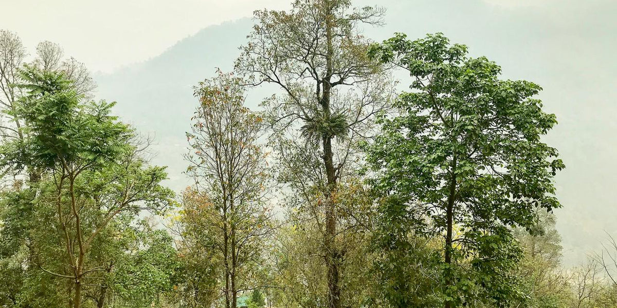 A Tea Garden With a Social Mission: Bermiok Estate in Sikkim – In ...