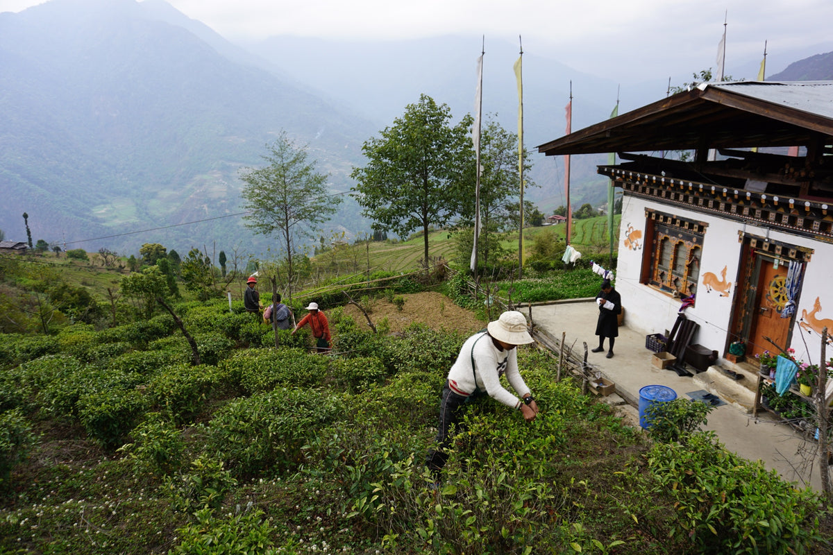 Bhutan's Only Green Tea – In Pursuit of Tea