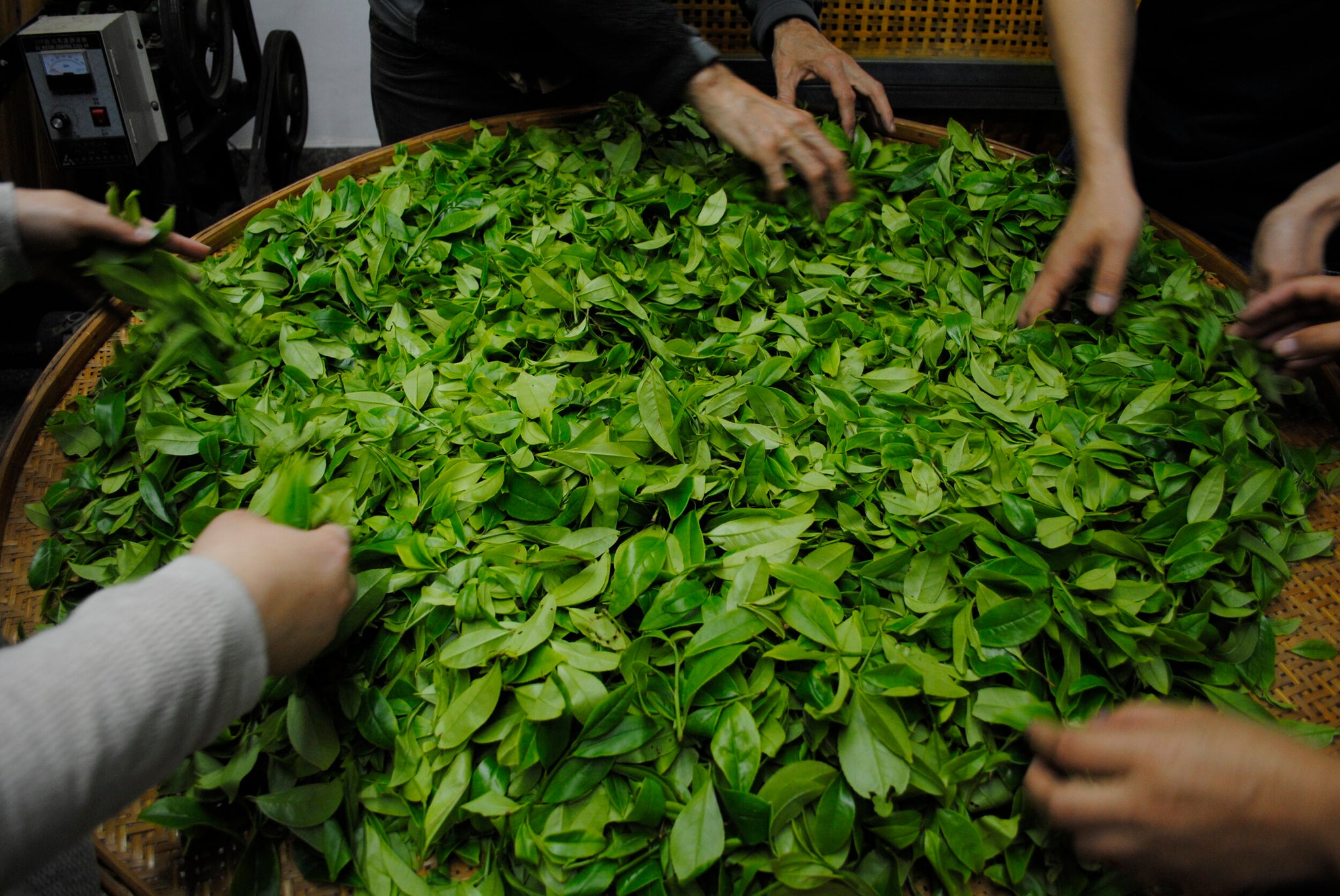 Announcing IPOT's 1st Annual Tea Summer Camp – In Pursuit of Tea