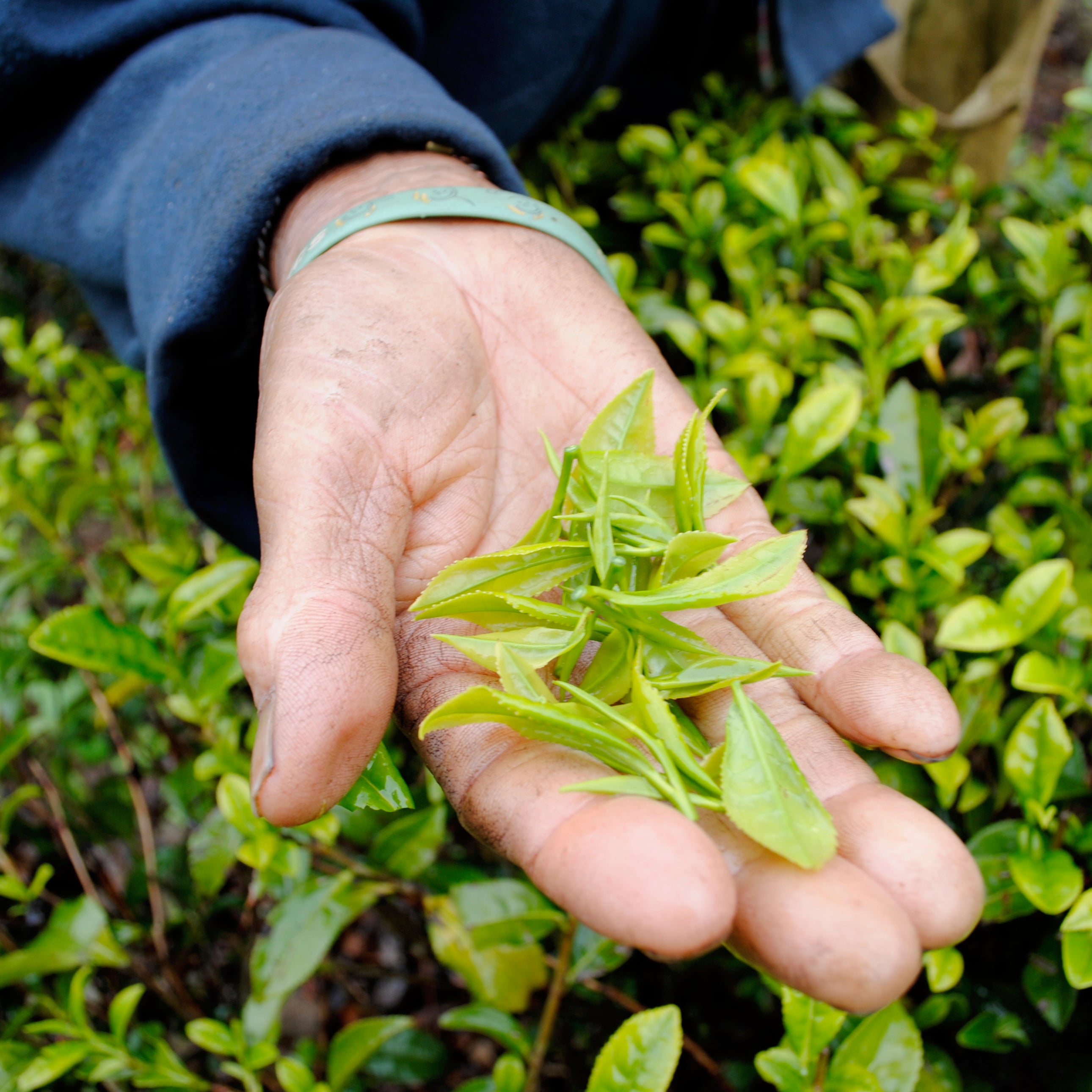 Single Origin Tea - Buy Loose Leaf Tea, Teaware, and Gifts Online – In ...