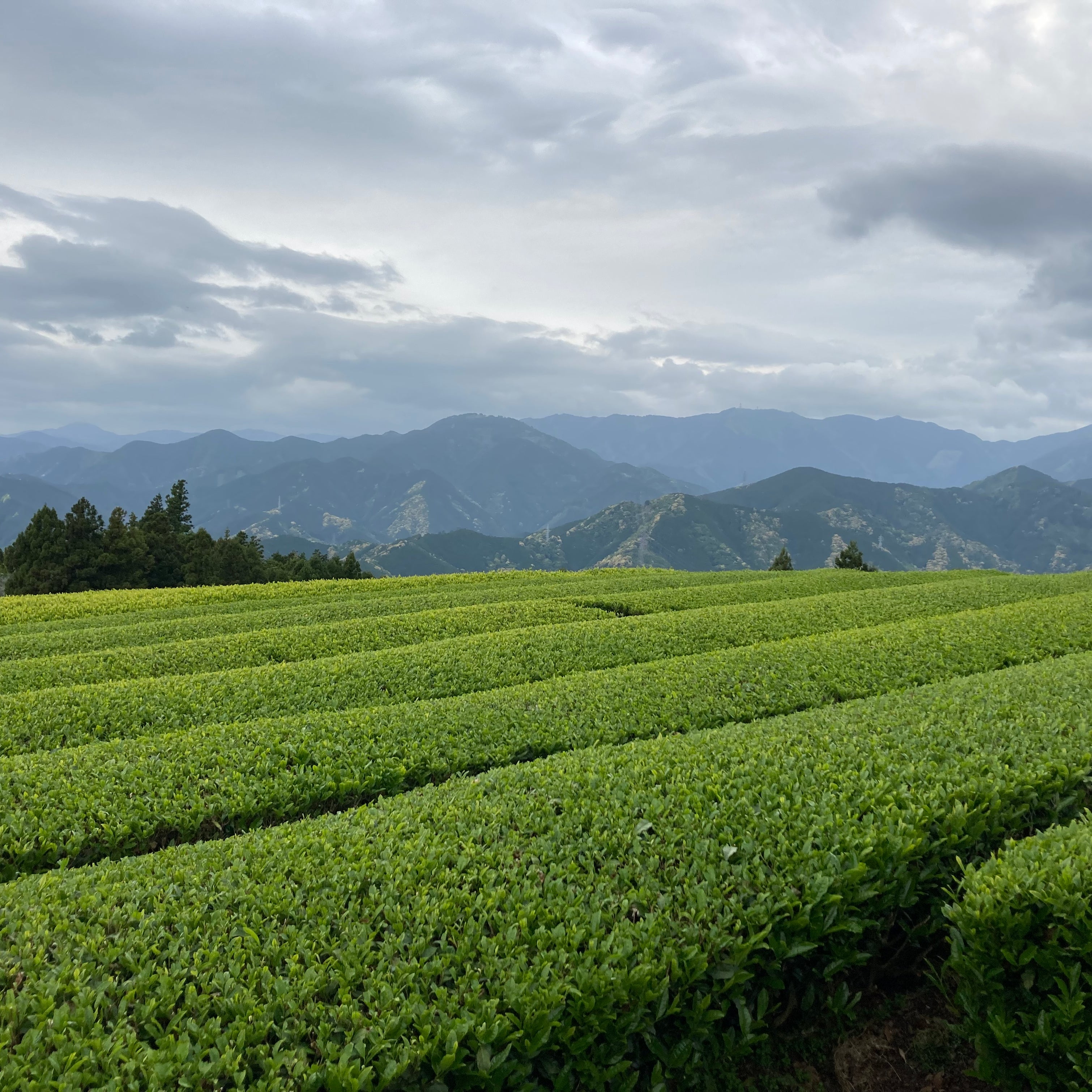 Single Origin Tea - Buy Loose Leaf Tea, Teaware, and Gifts Online – In ...