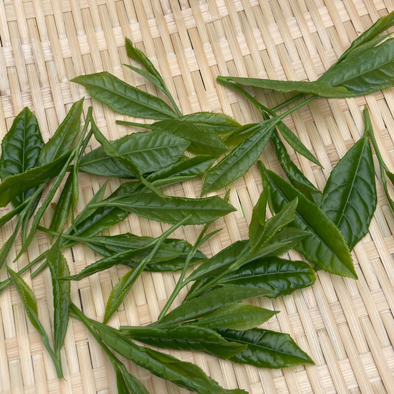 Single Origin Tea - Buy Loose Leaf Tea, Teaware, and Gifts Online – In ...