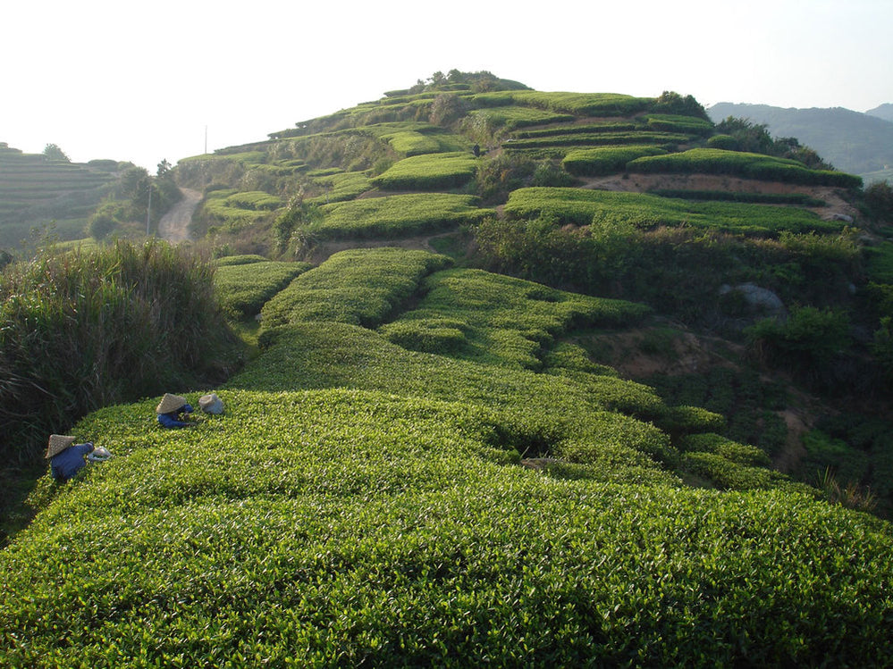 Buy White Tea Online - Premium Loose Leaf Tea - In Pursuit of Tea